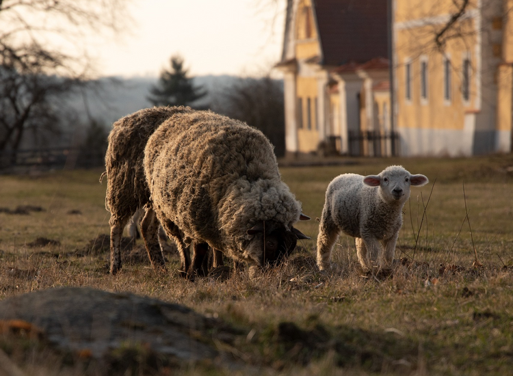 How to Wash Wool Pillows — Step-by-Step Care Guide | The Woolshire